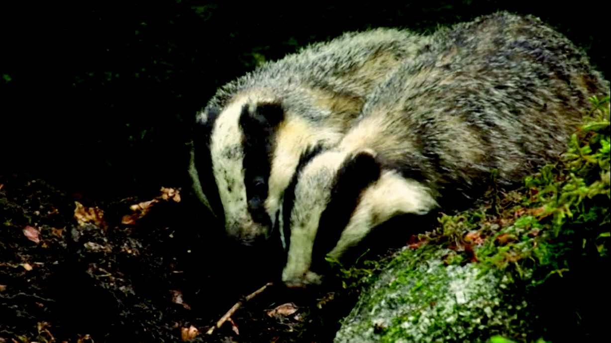 Councillors back badger cull - Herald.Wales