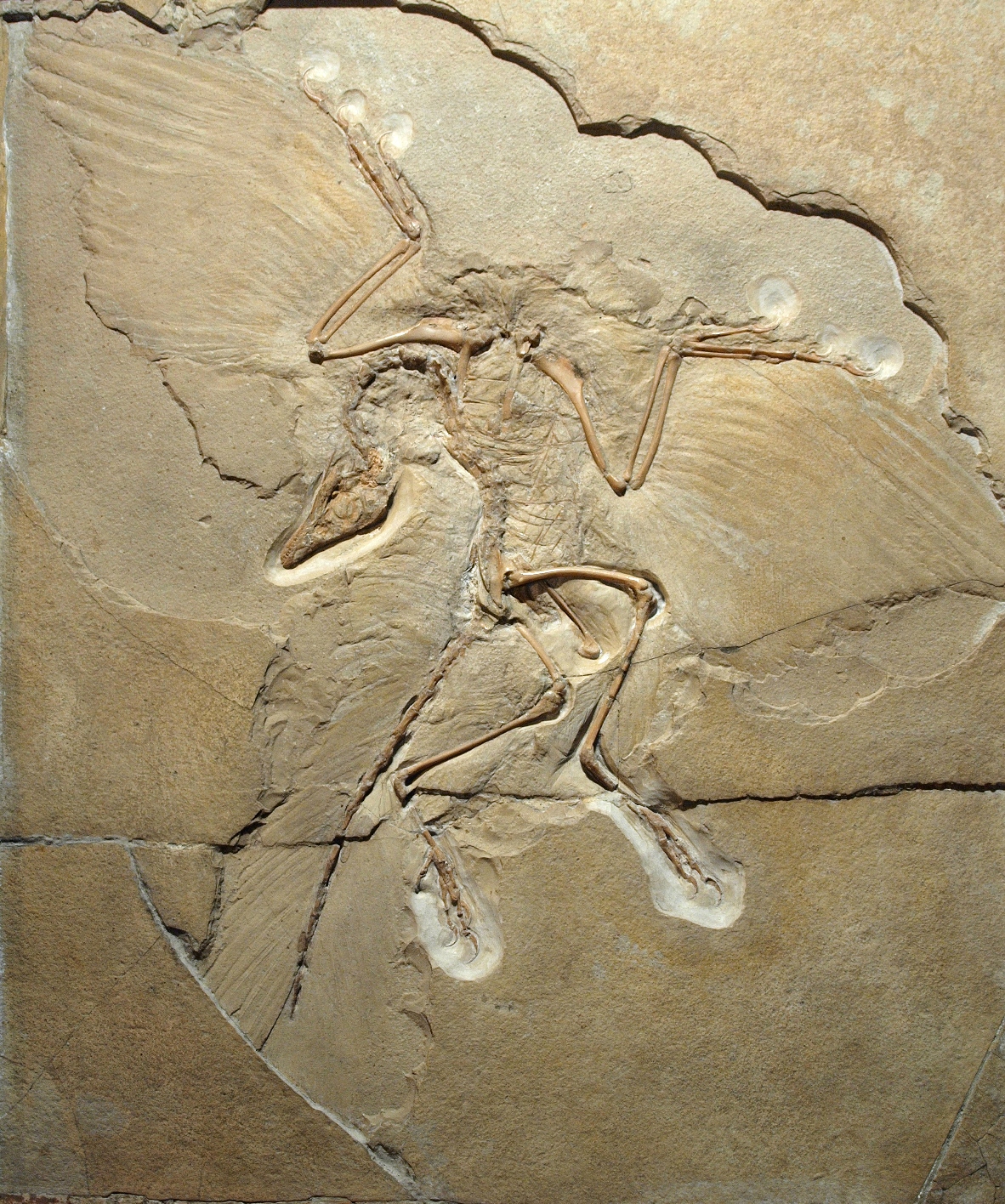 Penparcausaurus to join Archaeopteryx exhibition - Herald.Wales