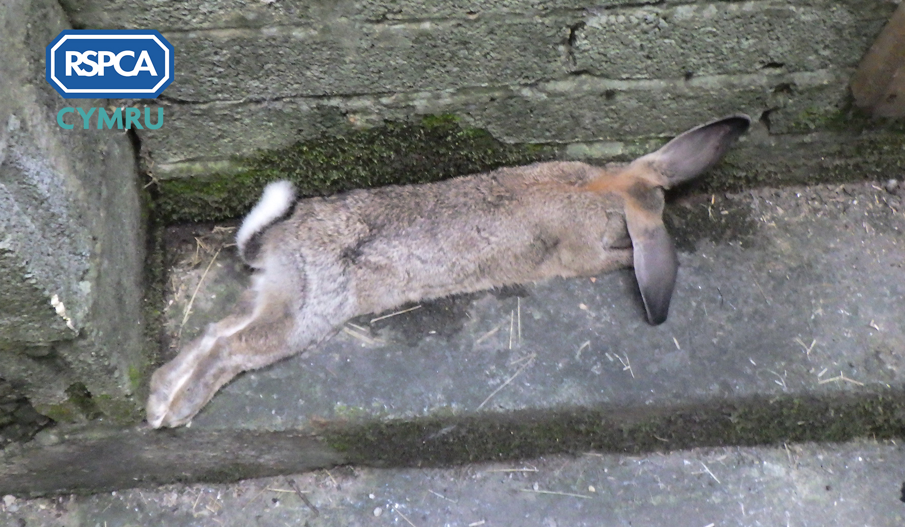 Suspended jail term after 'shocking' rabbit neglect - Herald.Wales