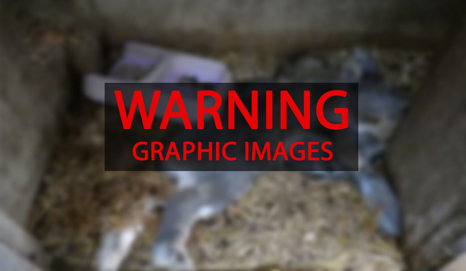 Suspended jail term after 'shocking' rabbit neglect - Herald.Wales