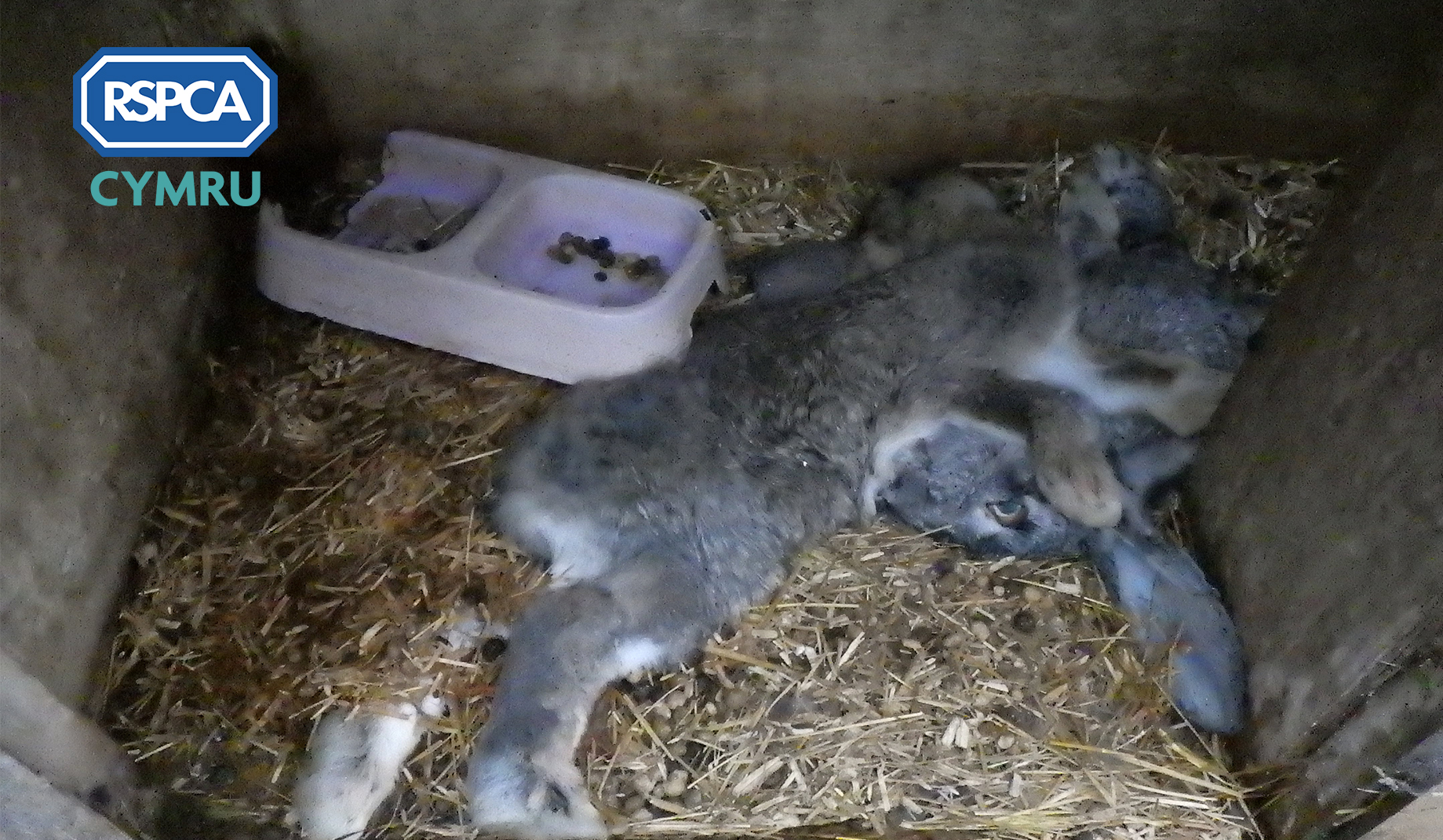 Suspended jail term after 'shocking' rabbit neglect - Herald.Wales