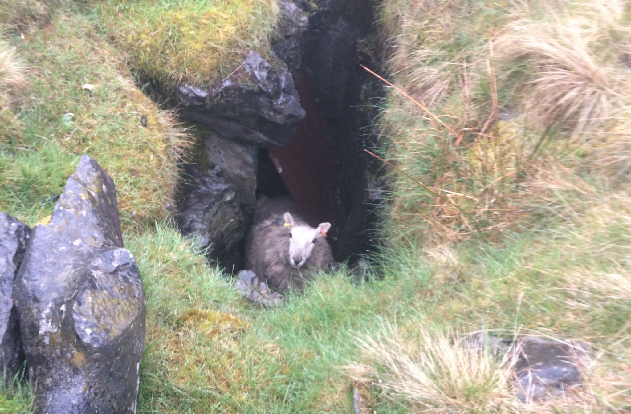 Sheep rescued from ravine - Herald.Wales