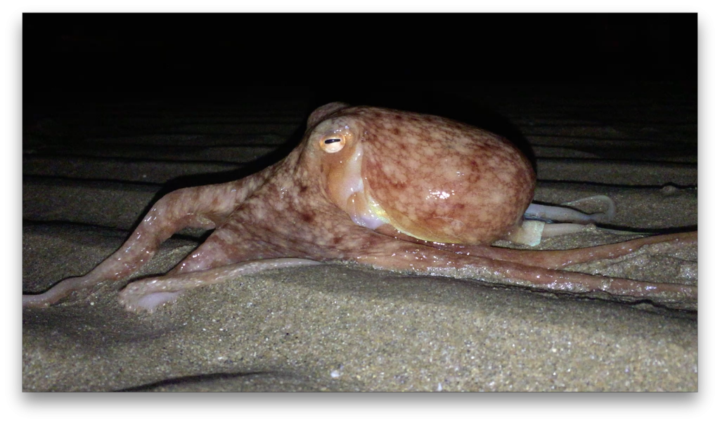 ‘End of Days’ scenes as octopuses invade beach - Herald.Wales