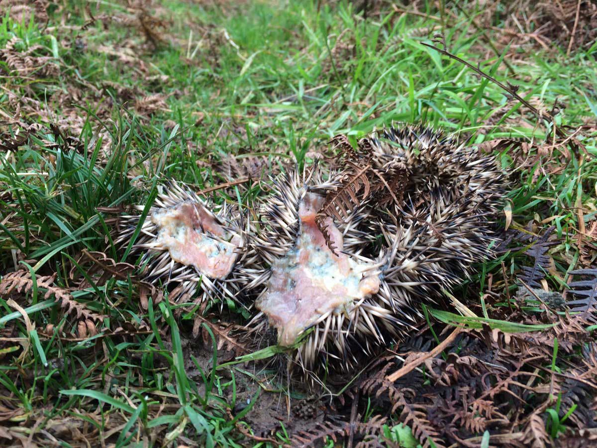 Conservation groups don't like 'unpalatable truth' - Herald.Wales