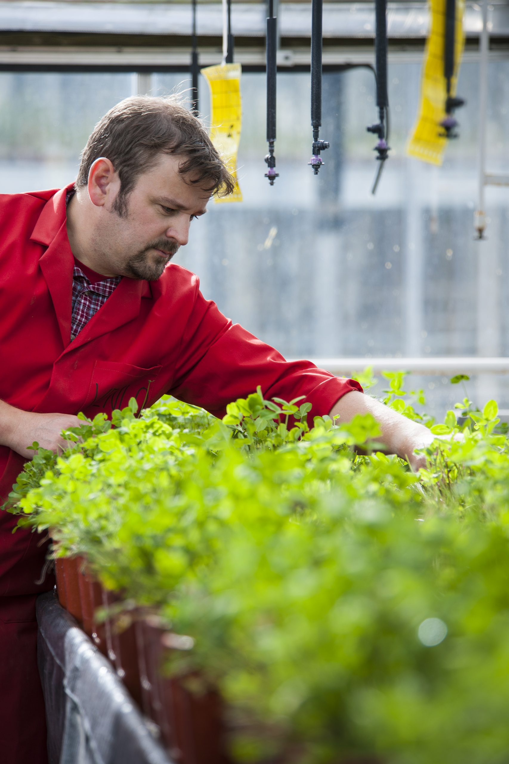 Red clover innovation for Wales - Herald.Wales