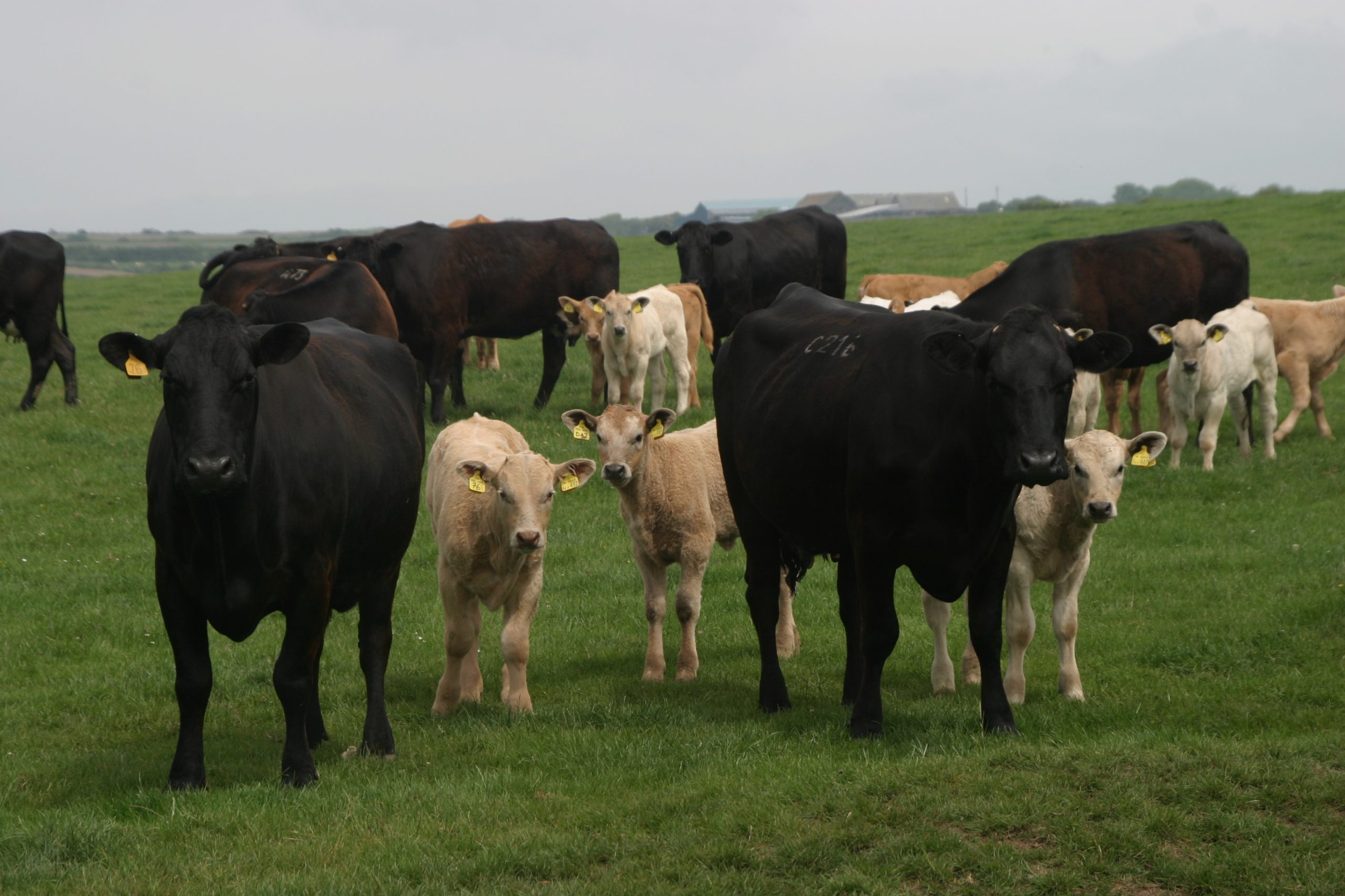 HCC welcomes BVD eradication progress - Herald.Wales