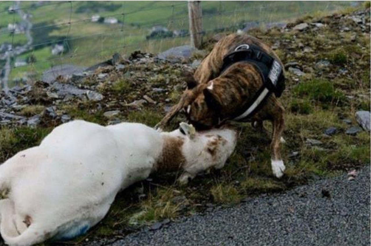Time to update livestock worrying laws - Herald.Wales