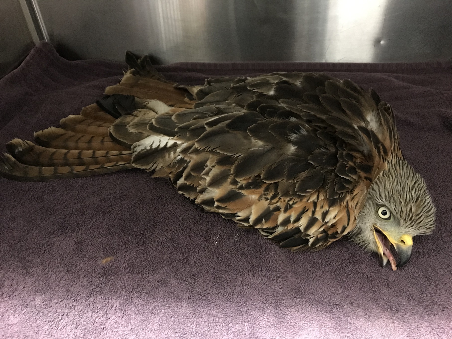 'Playing dead' red kite returned to the wild near Aberaeron - Herald.Wales