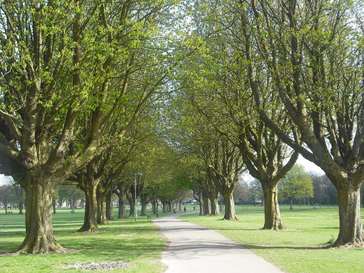 £228k to increase tree cover and tackle climate change in Cardiff ...