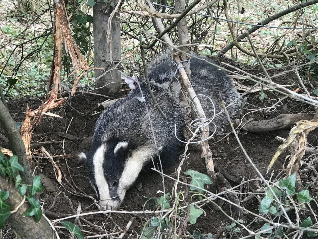 Badger released back to the wild after getting trapped in Ceredigion ...