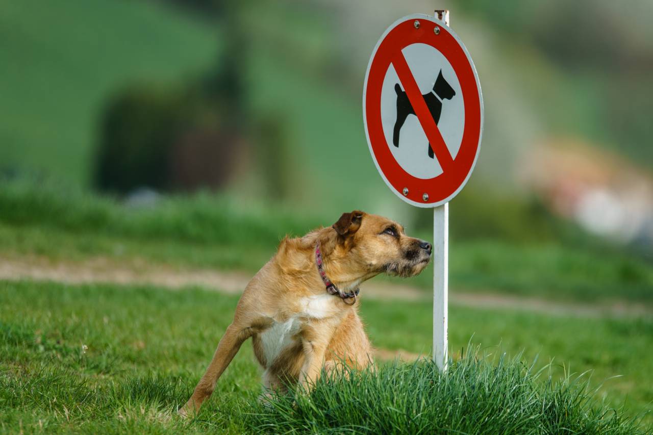 Dog control public spaces protection orders consultation in Bridgend ...
