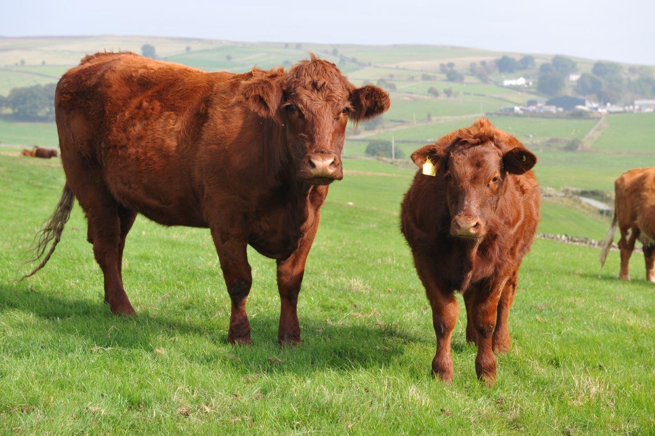 Herd of hardy cattle take north Wales farmer back to grass roots ...