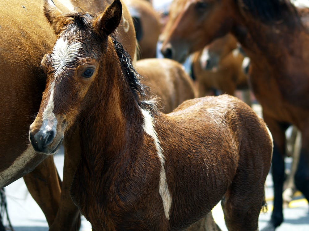 Ponies and cows called in to improve local nature reserve - Herald.Wales
