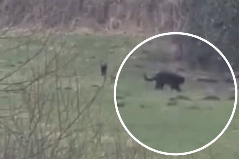 Paws for thought: Are there big cats roaming Wales? - Herald.Wales