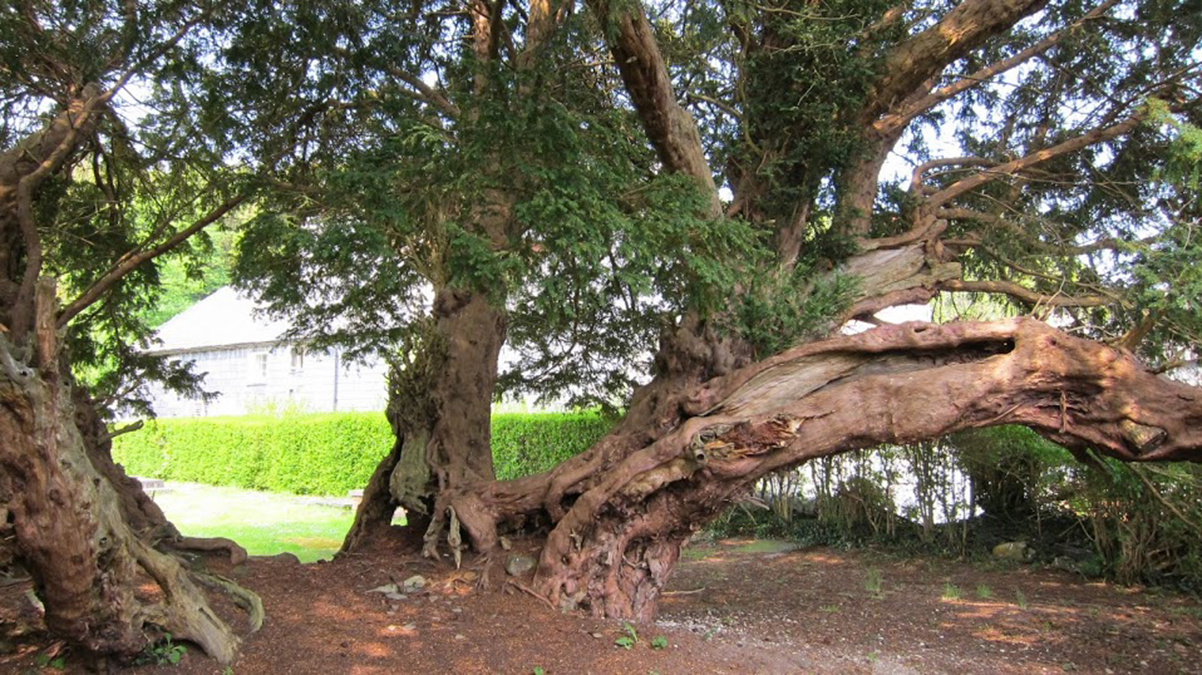 4000 years in Conwy: The Llangernyw Yew - Herald.Wales