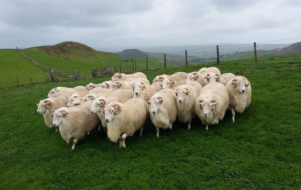 Providing environmental goods could help Welsh sheep farms - Herald Wales