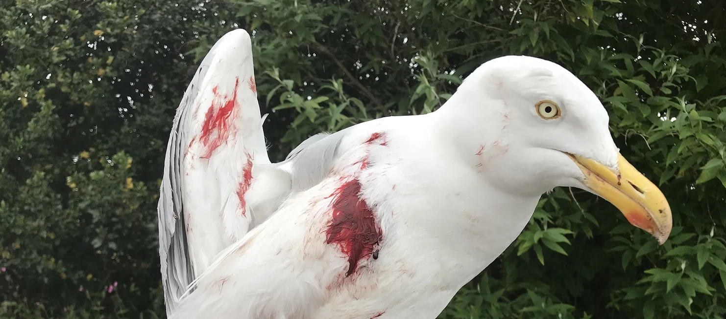 Fatal gull shooting in Rhyl prompts RSPCA appeal for information ...