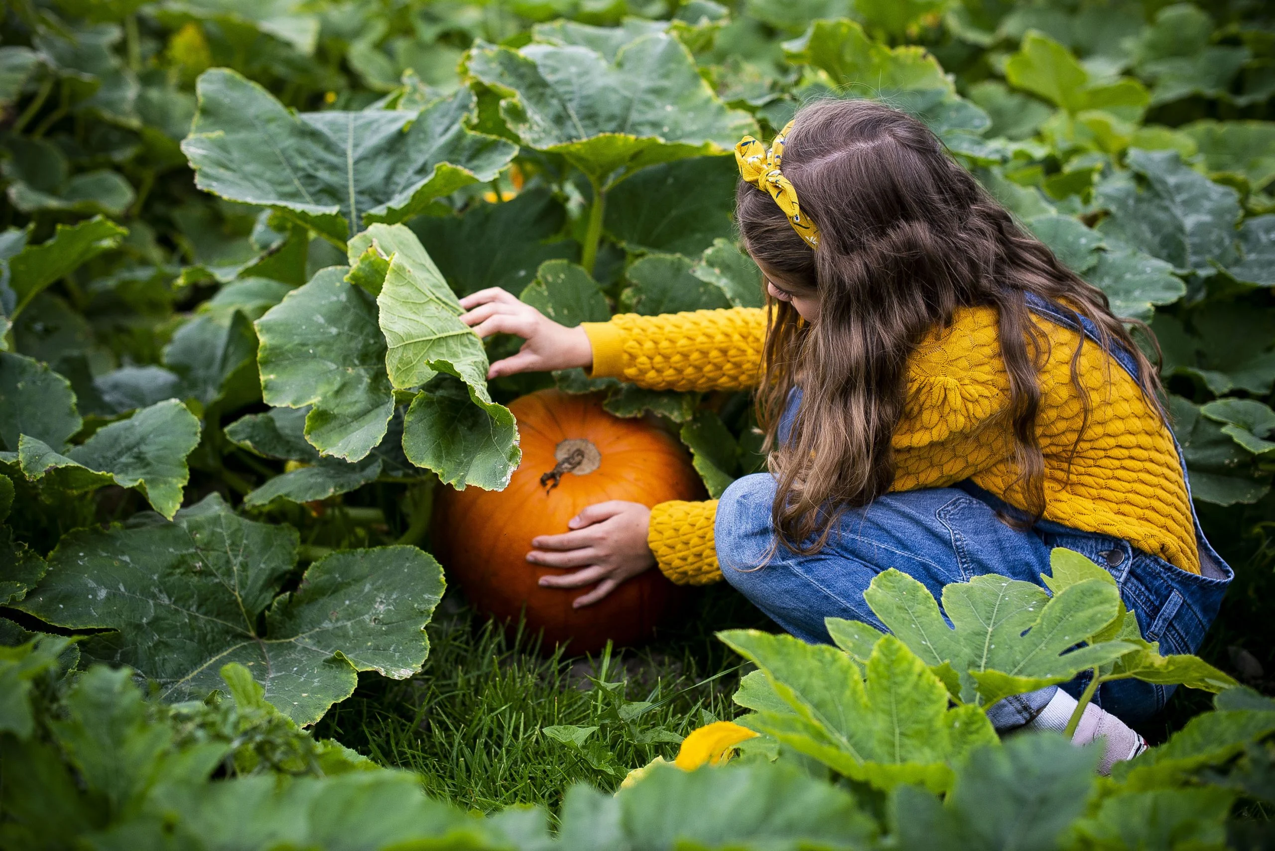 Mid Wales farm diversifies into pick your own pumpkins during October ...