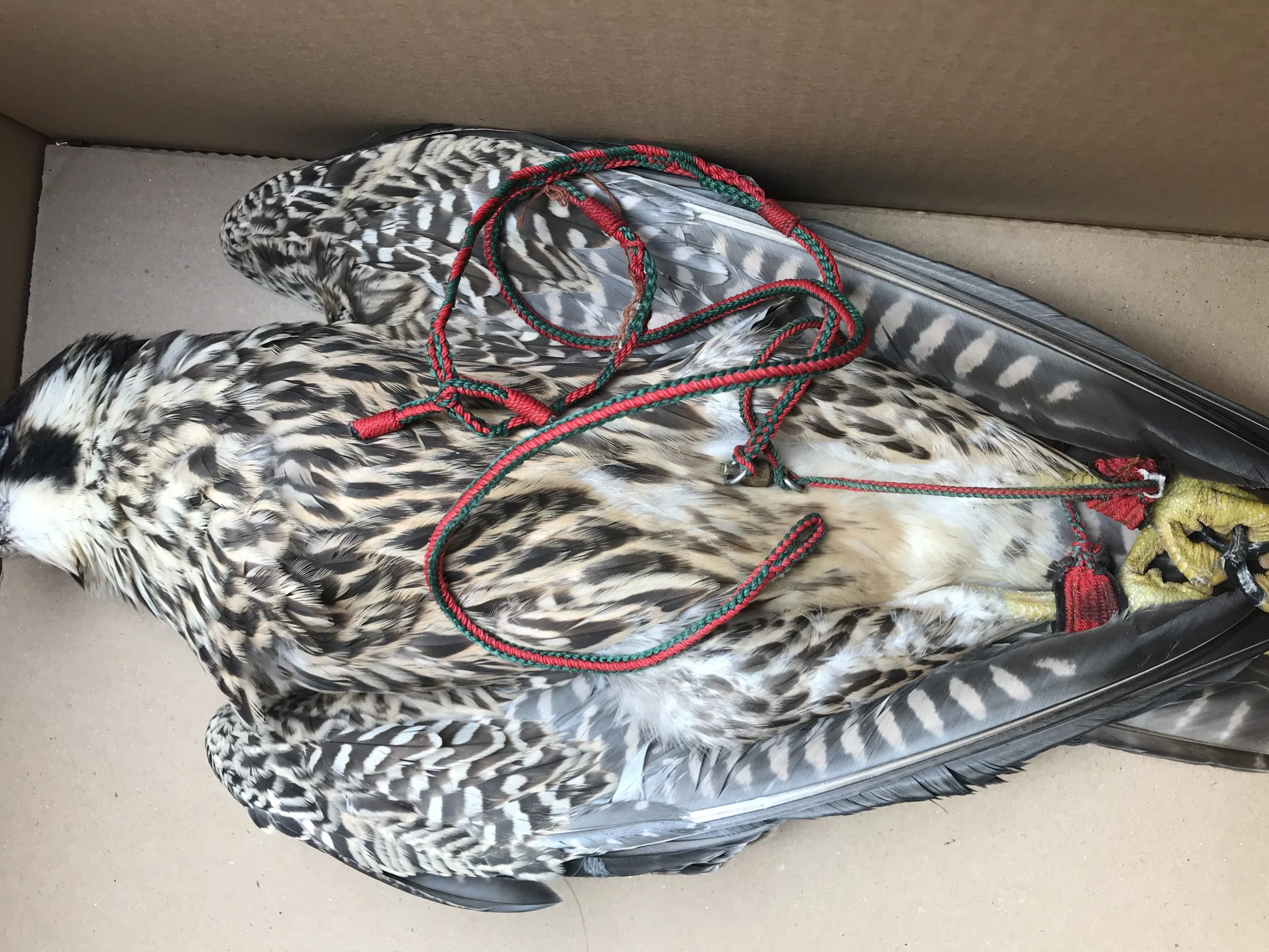 Appeal launched after tethered falcon found hanging from TV aerial ...