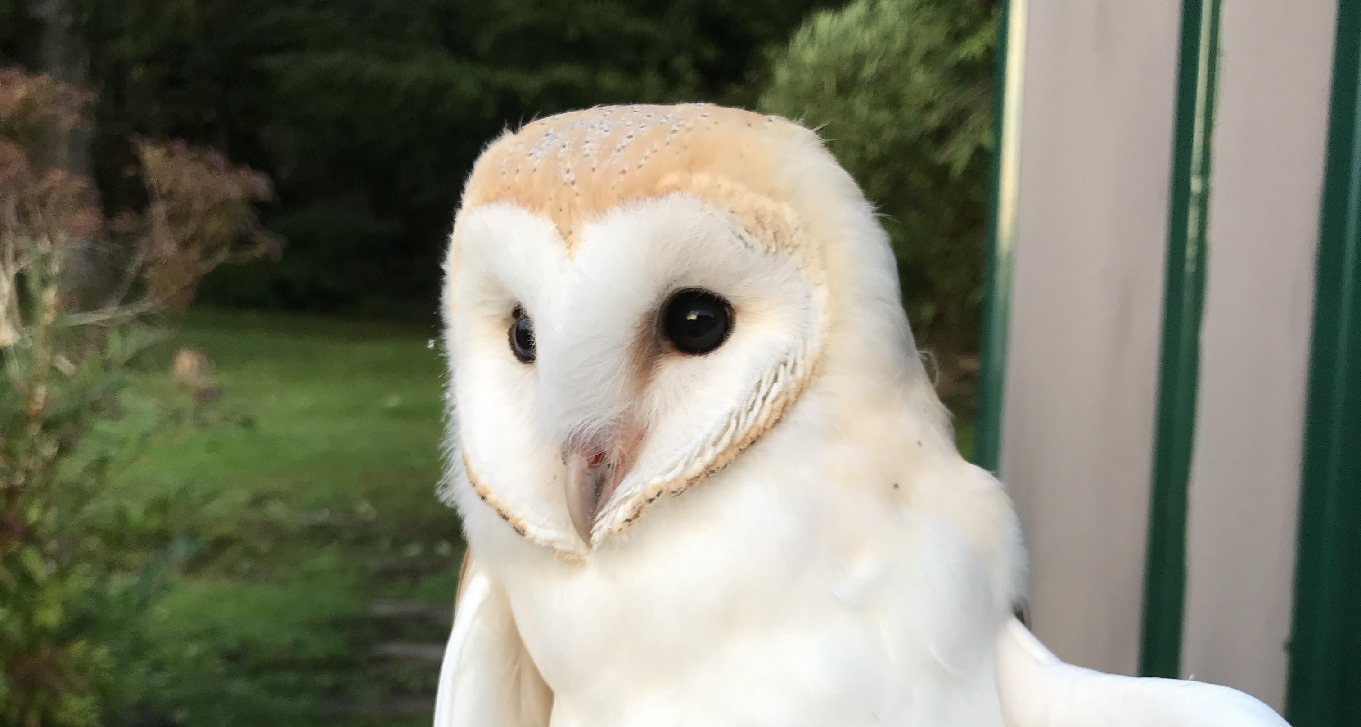 Owl rescued after crash landing at Treorchy Primary School - Herald.Wales