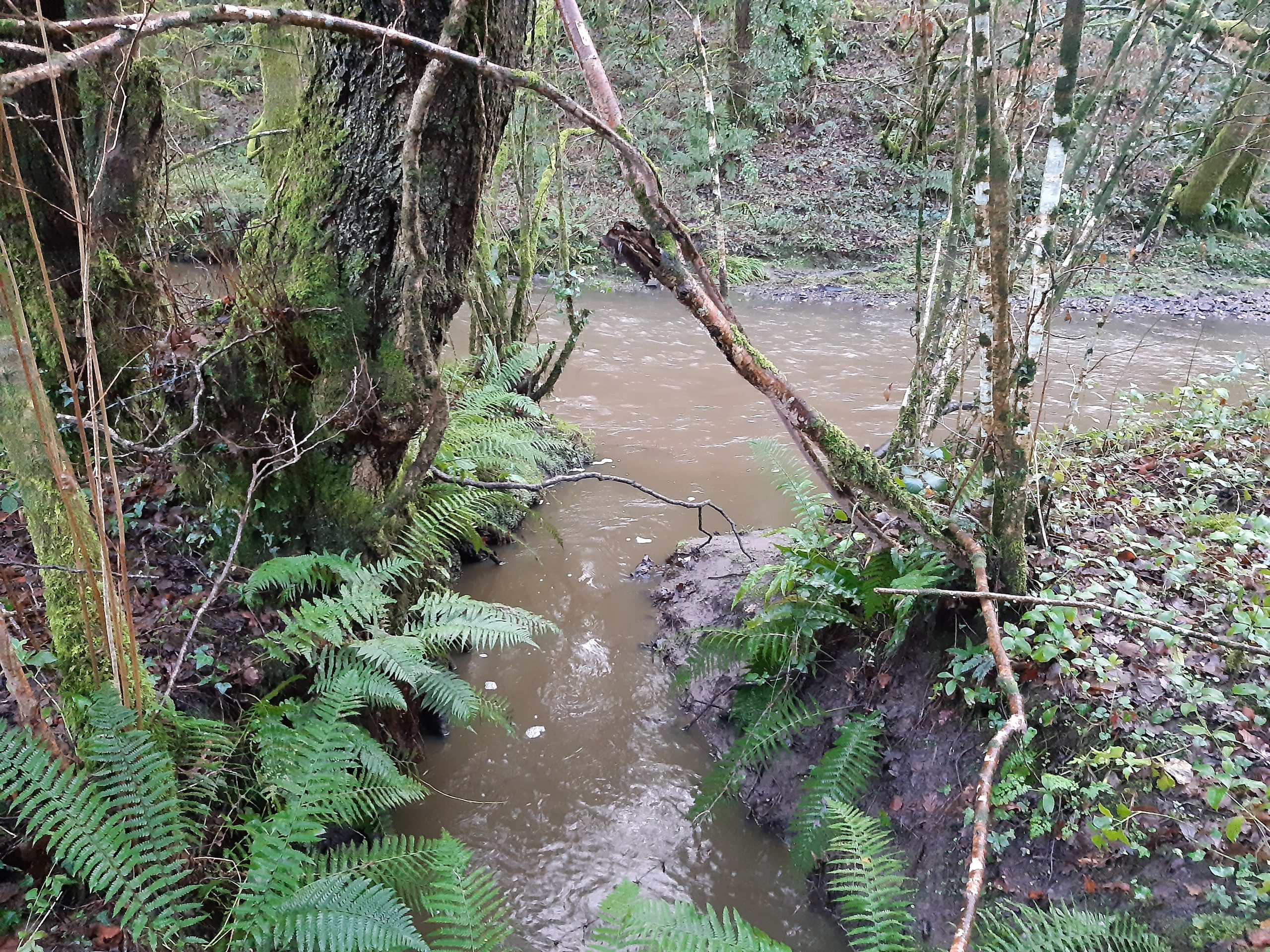 Carmarthenshire farmer admits causing slurry pollution - Herald.Wales