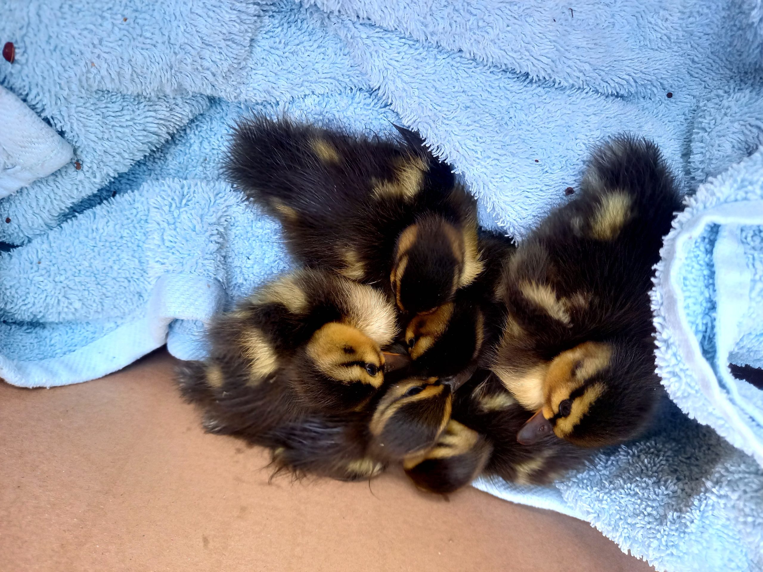 Ducklings rescued after being trapped in Brecon weir - Herald.Wales