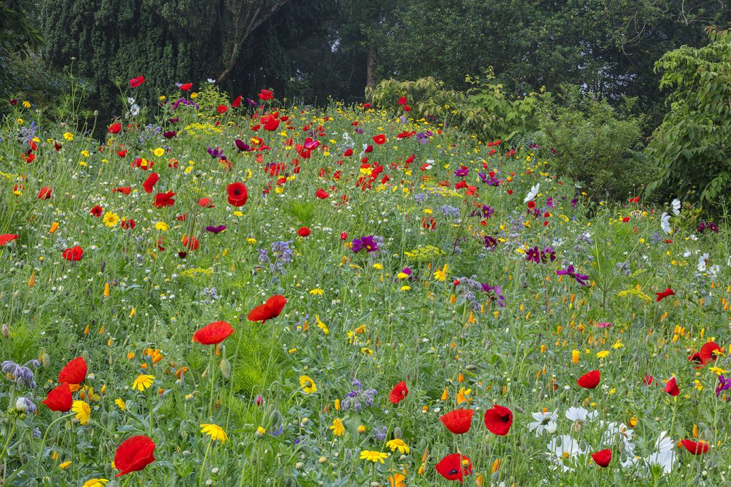 Wildflower meadows and sustainable grasslands start to blossom at ...