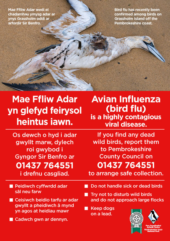 What to do if you find dead or sick wild birds in Pembrokeshire ...
