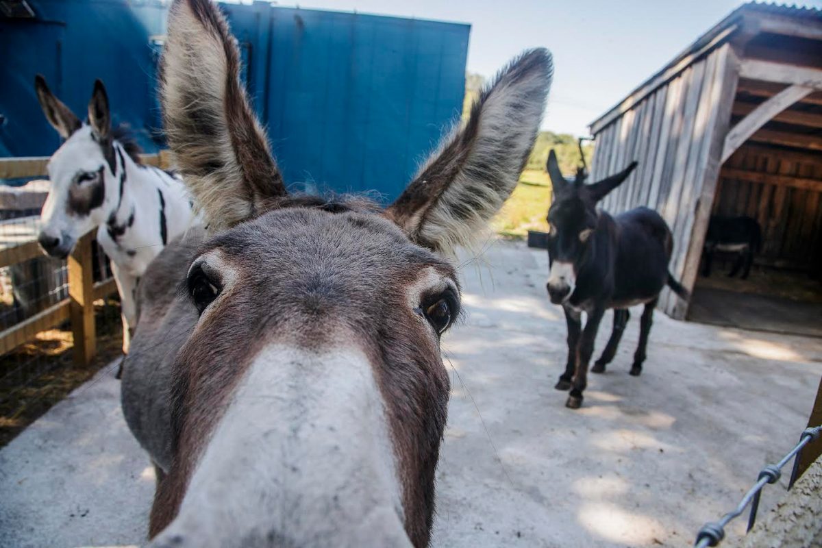Mae dolffiniaid ac asynnod yn cael help llaw - Herald.Wales