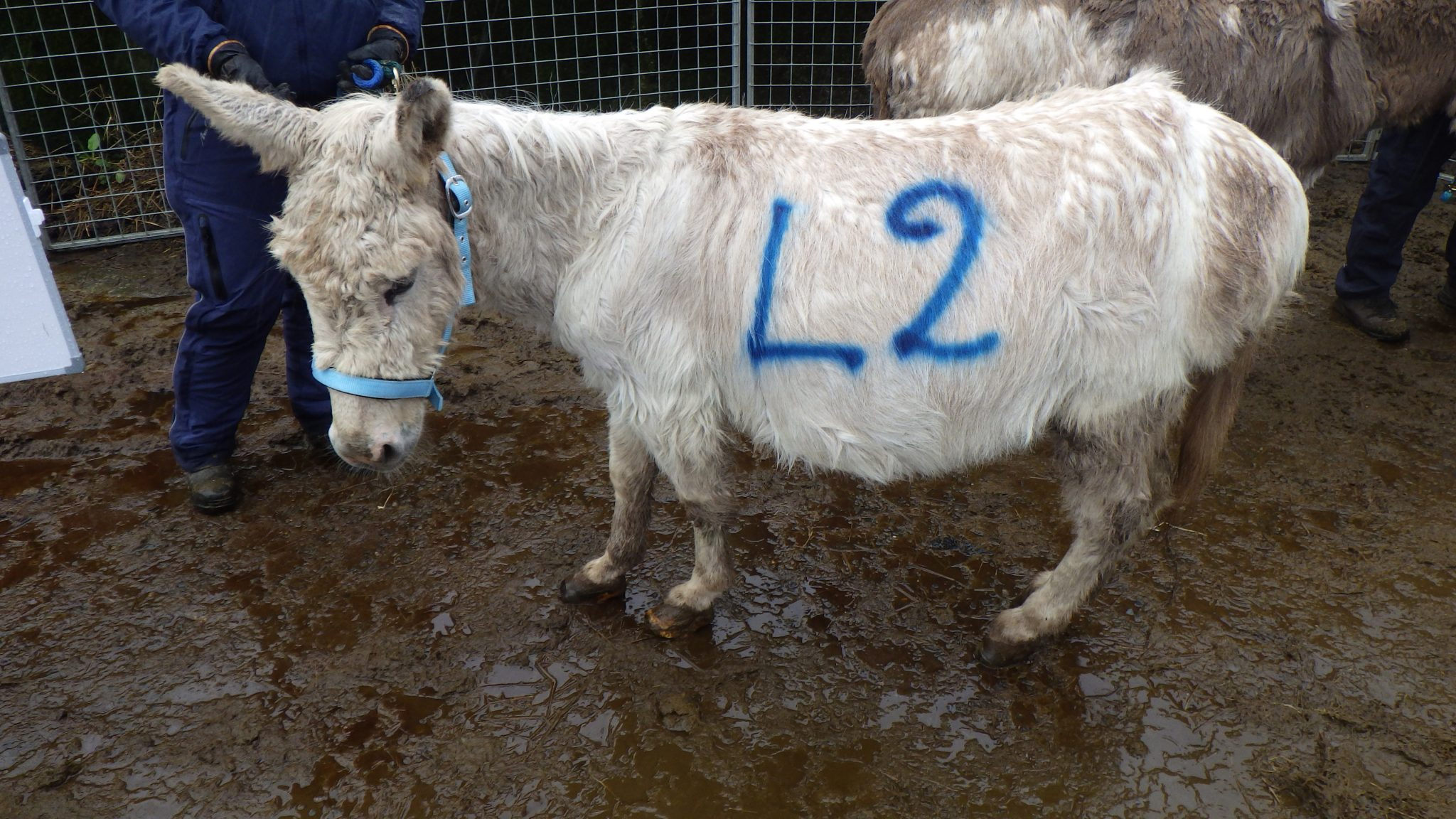 Carmarthenshire woman who caused unnecessary suffering to 24 donkeys ...