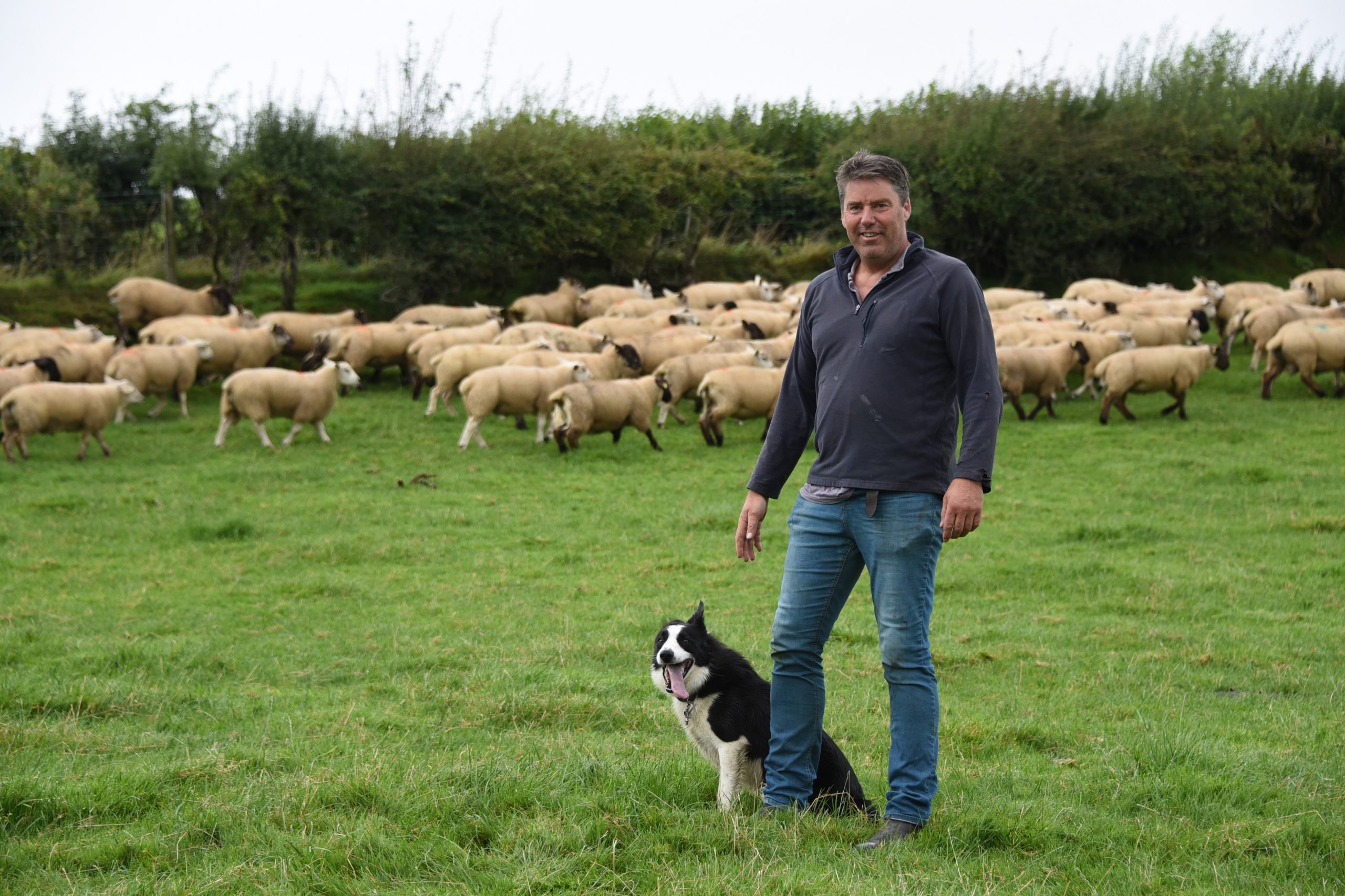 Farmers flock to help champion country’s lamb - Herald.Wales