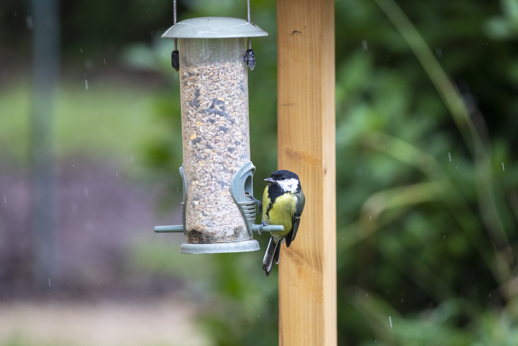 Nearly 500 calls about sick garden birds highlights need to clean ... Nearly 500 calls about sick garden birds highlights need to clean ...