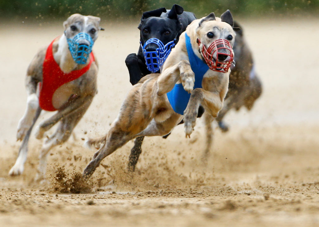 Ready, set and take action – help us call for greyhound racing to end ...