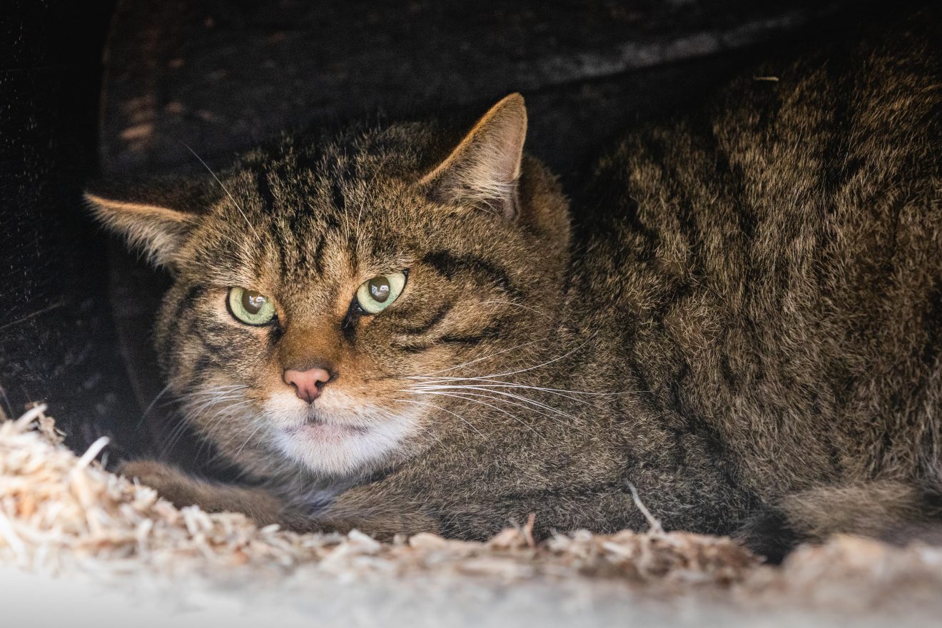 Welsh zoo opens new native species enclosure to raise awareness of ...