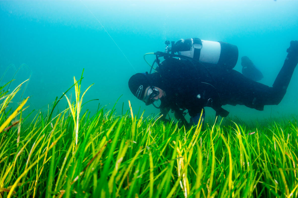 North Wales seagrass meadow restoration project gets £1 million ...