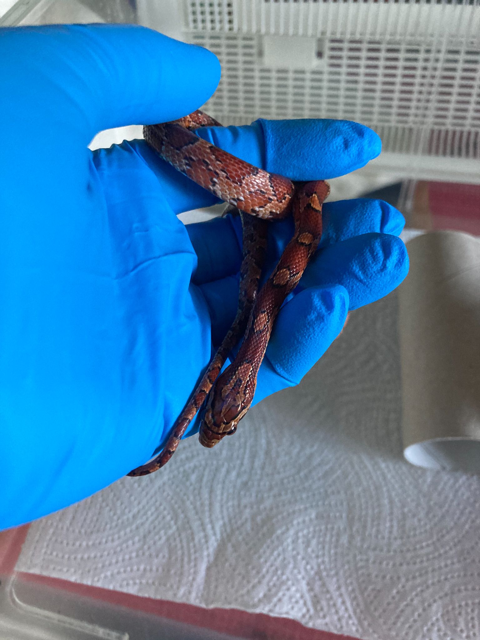 RSPCA appeal for owner of stray corn snake found near Swansea train ...