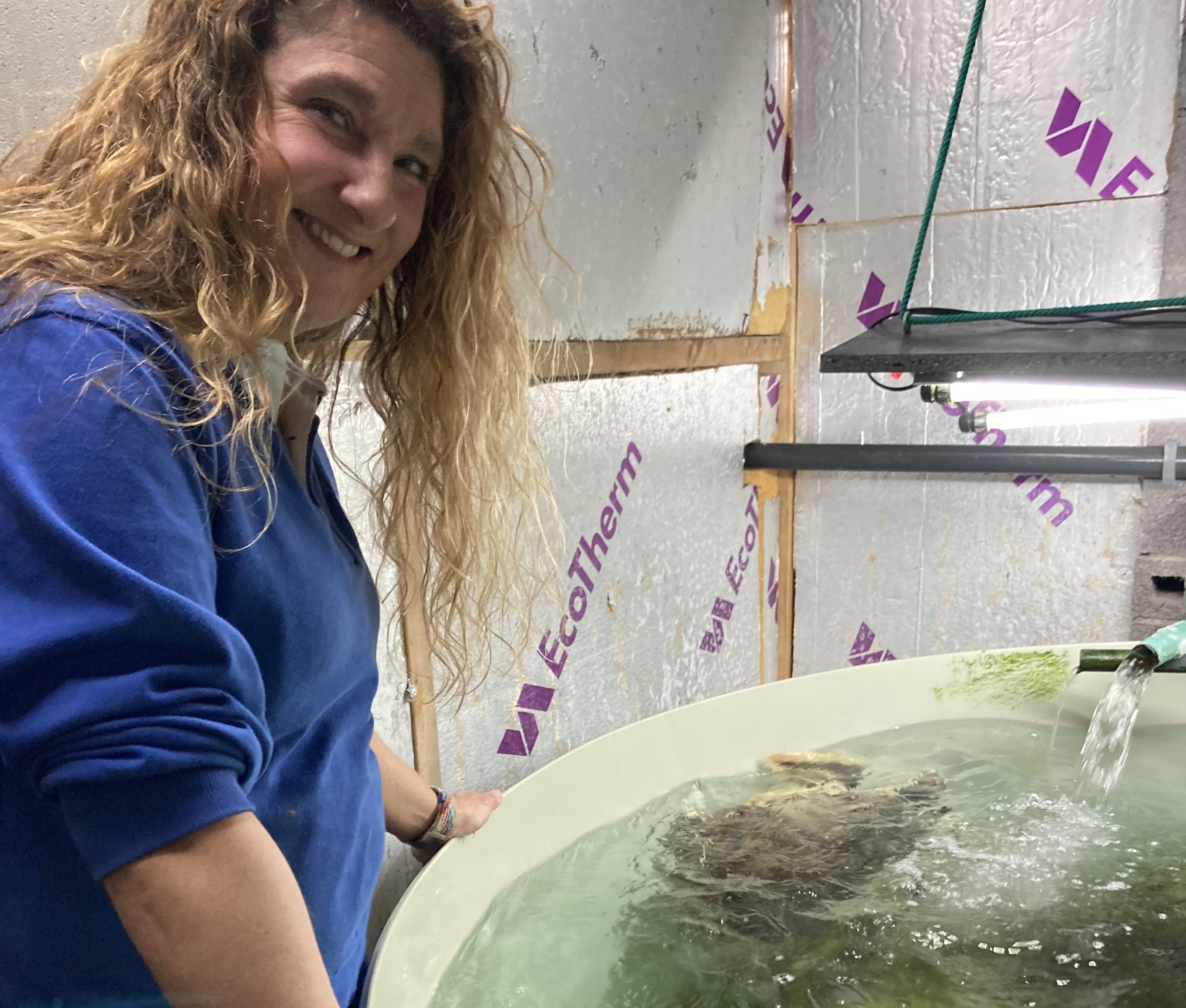 Plea to help sea zoo set up UK's first turtle rescue in UK on Anglesey ...