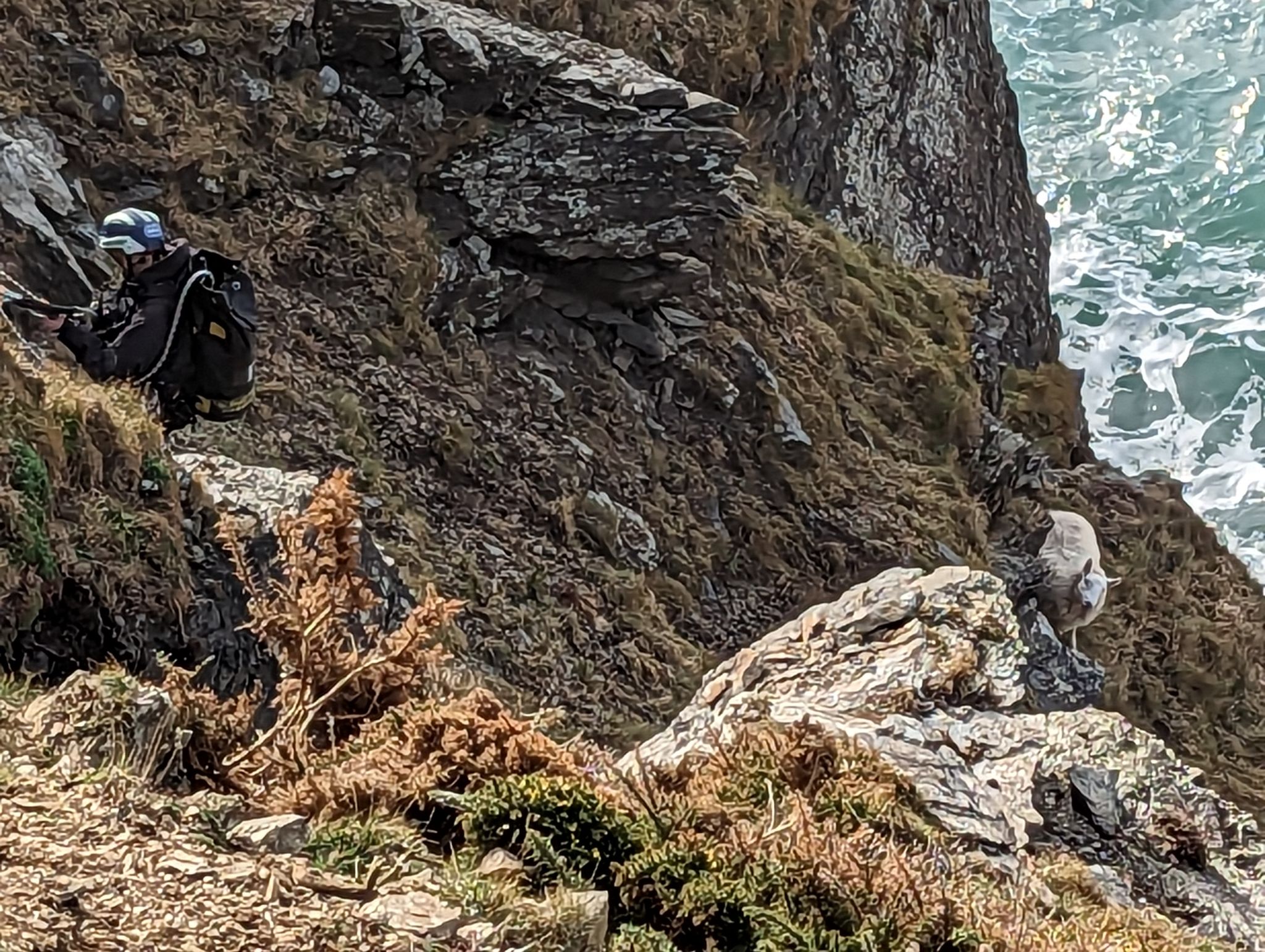 RSPCA rescues two sheep stranded on cliff - Herald.Wales