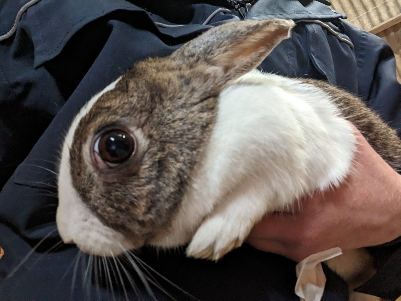 RSPCA appeal after two rabbits abandoned in plastic box at Hirwaun ...