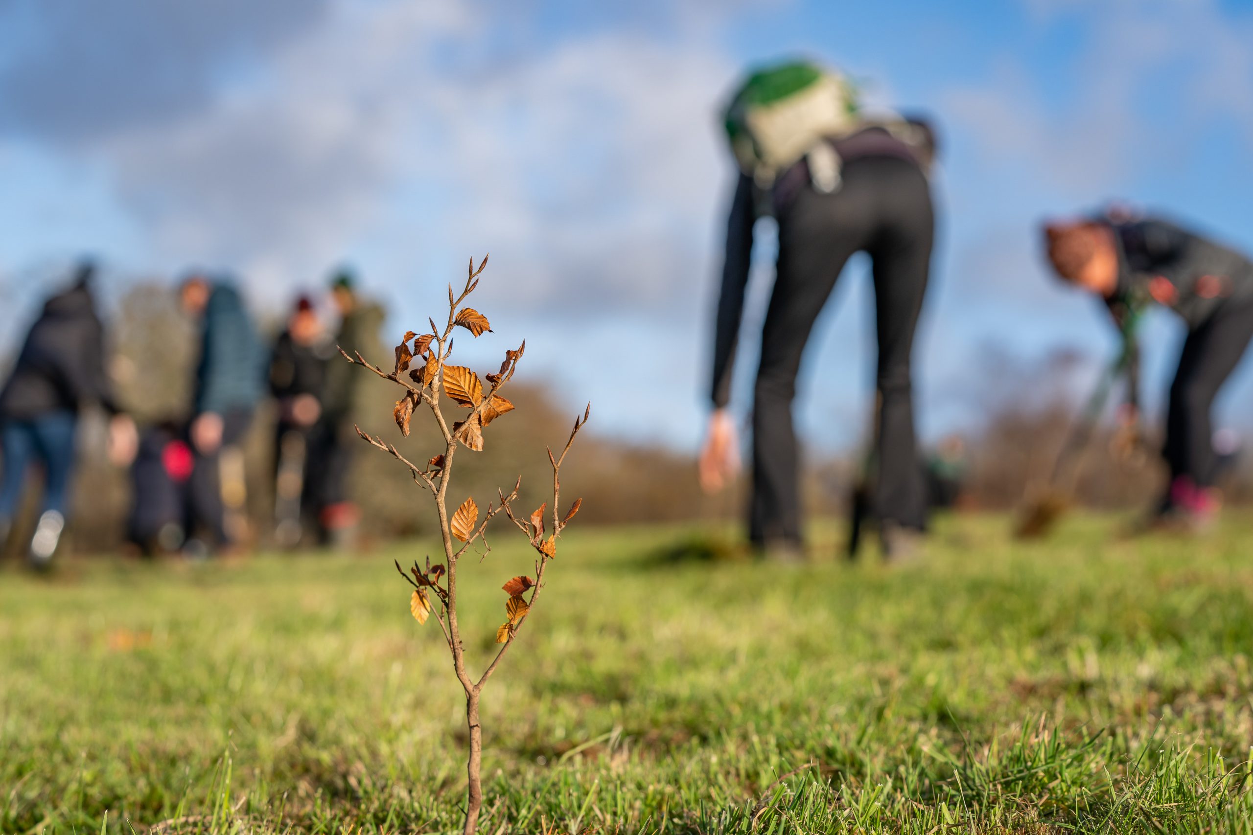 Success for Wales-wide tree planting project as 300,000 trees find ...