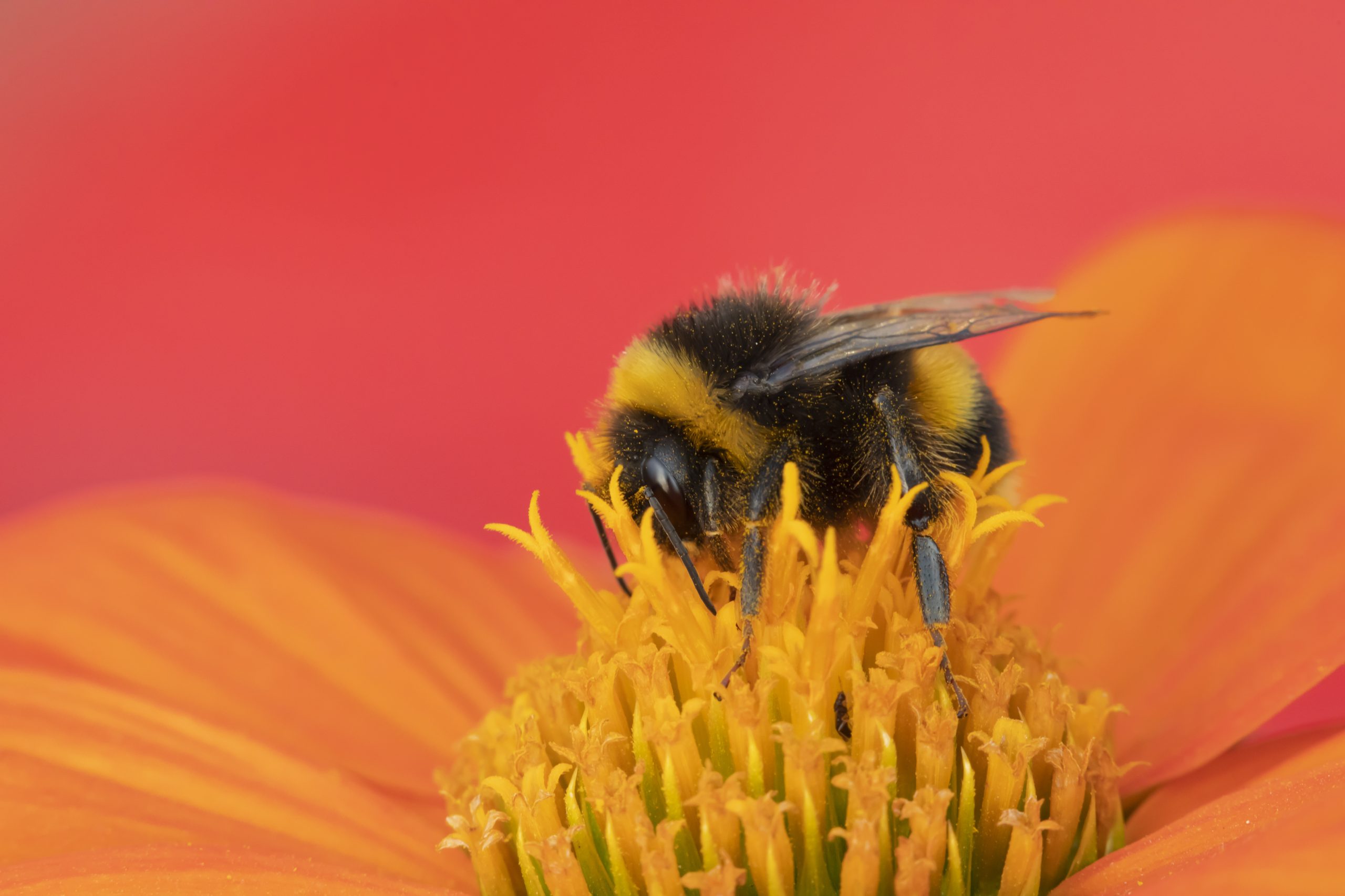 World Bee Day: RSPB’s Top Tips for Bee-Friendly Gardening to Save the ...