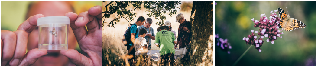 GET BUZZING at the National Botanic Garden of Wales Pollinator Festival ...