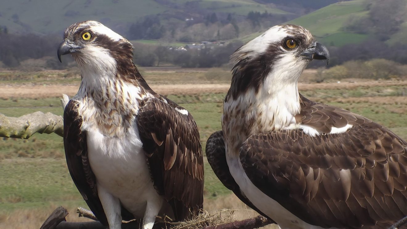 Ospreys return to farm mired in £4.25m controversy - Herald.Wales