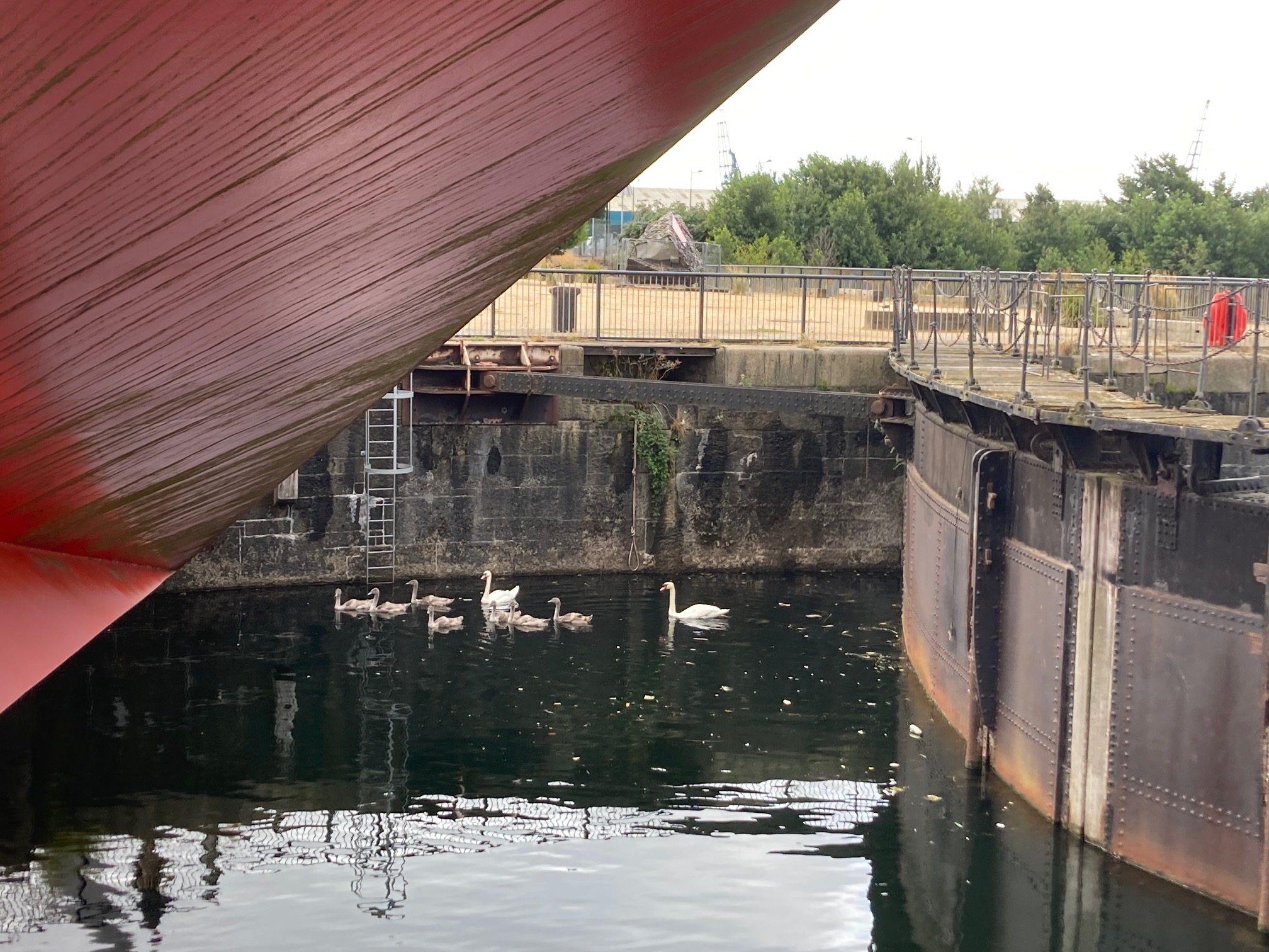 Seven cygnets and two adult swans who became trapped in a Cardiff lock ...