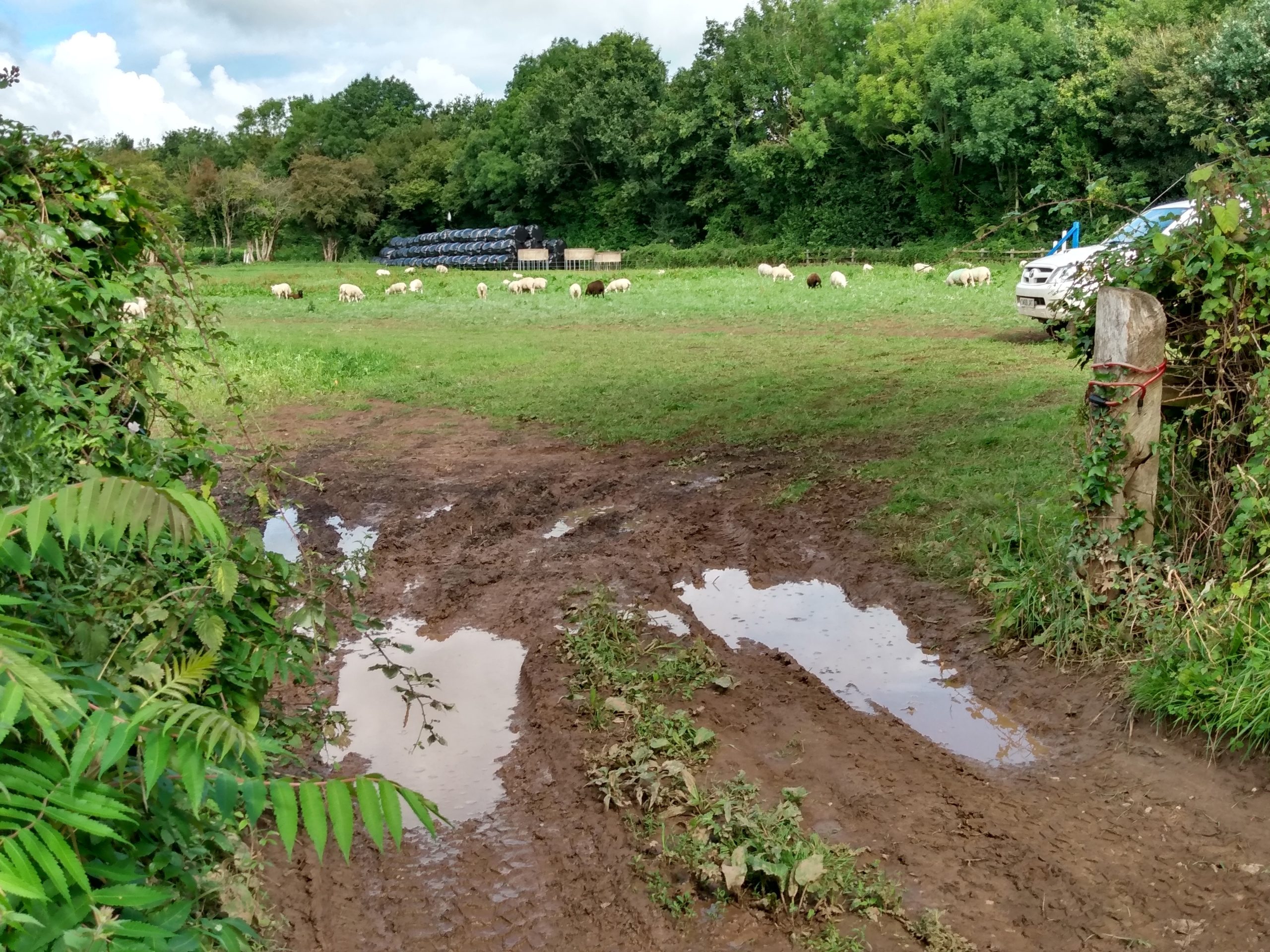 Gypsy Traveller sites consultation can now go ahead - Herald.Wales