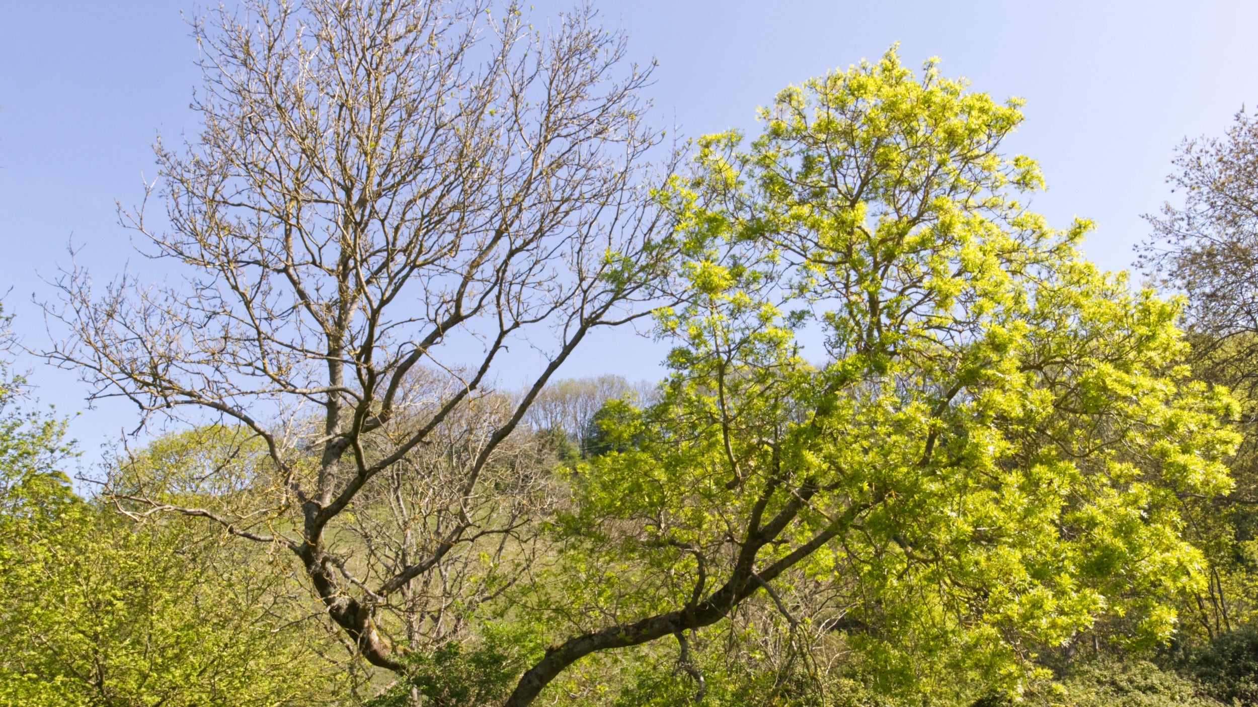 Flintshire continues to battle against dangerous ash trees - Herald.Wales