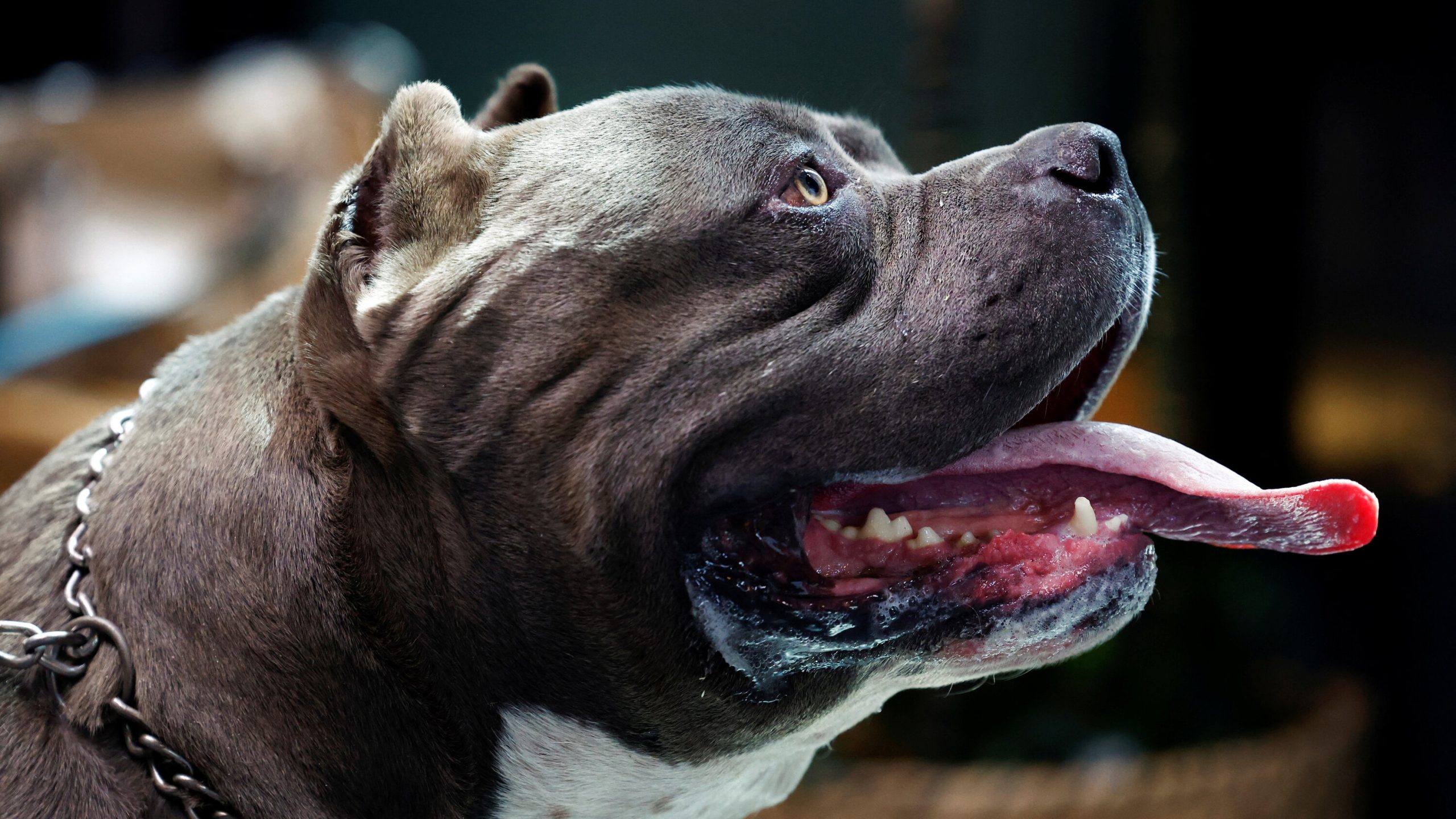 Proposed ban on XL Bully dogs "better late than never" - Herald.Wales