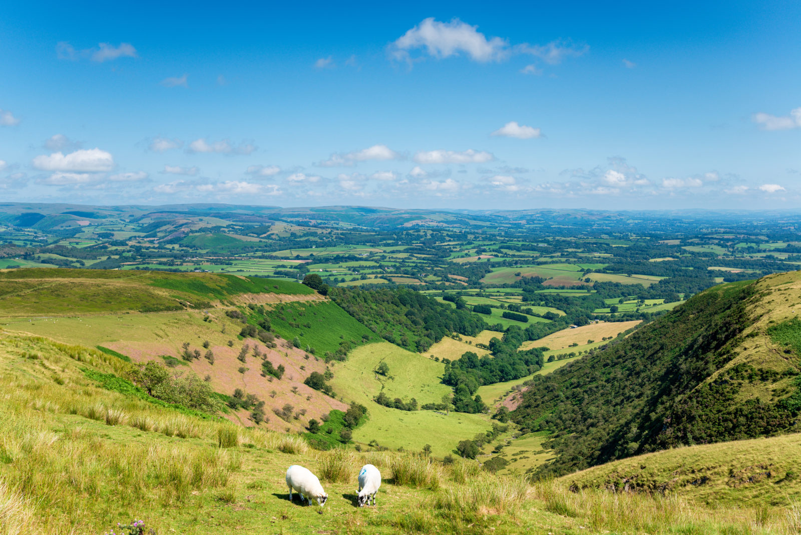 Growing Mid Wales Partnership reflects on achievements to date - Herald ...
