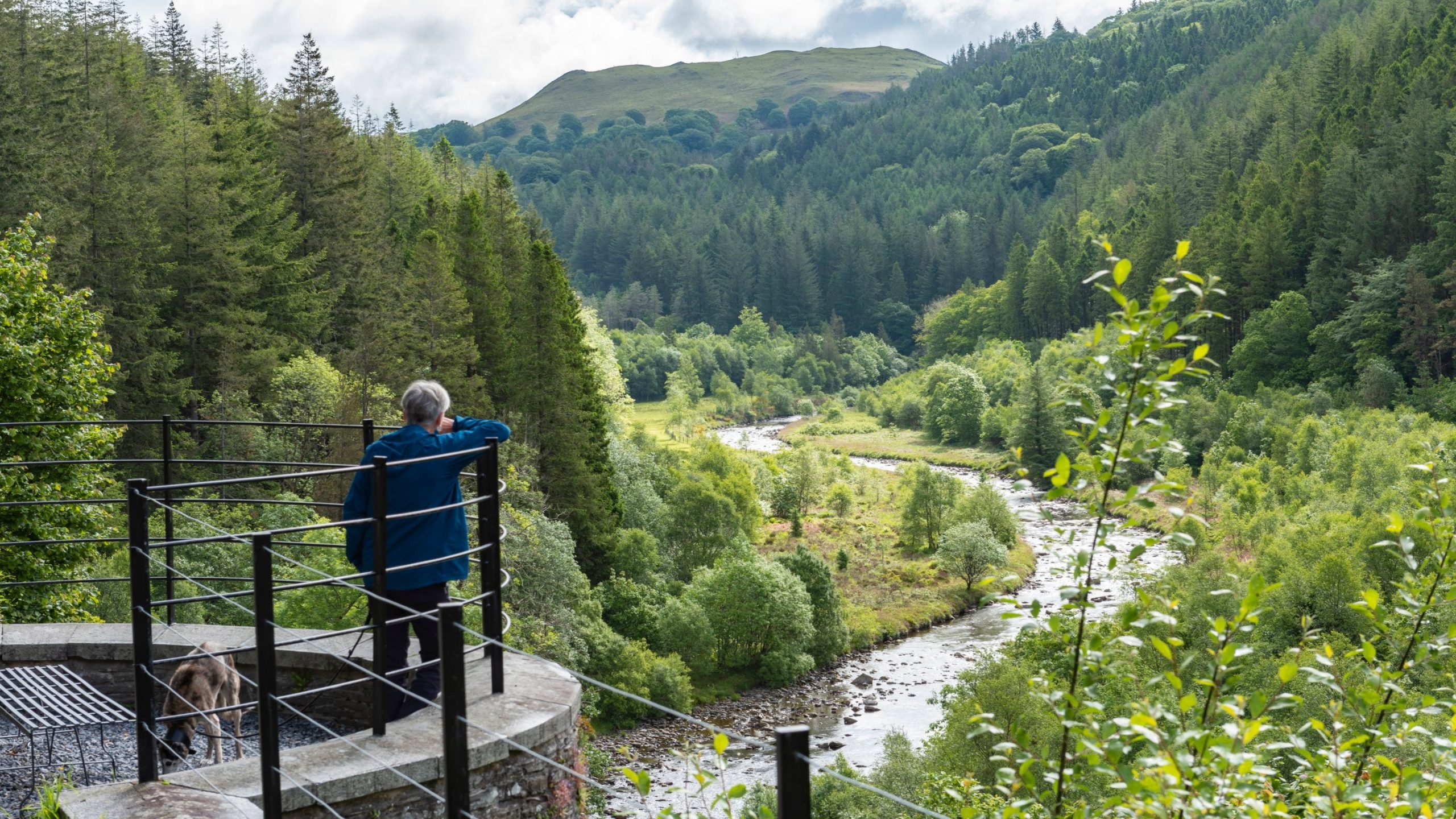 Hafod forest being cleared due to tree disease outbreak - Herald.Wales