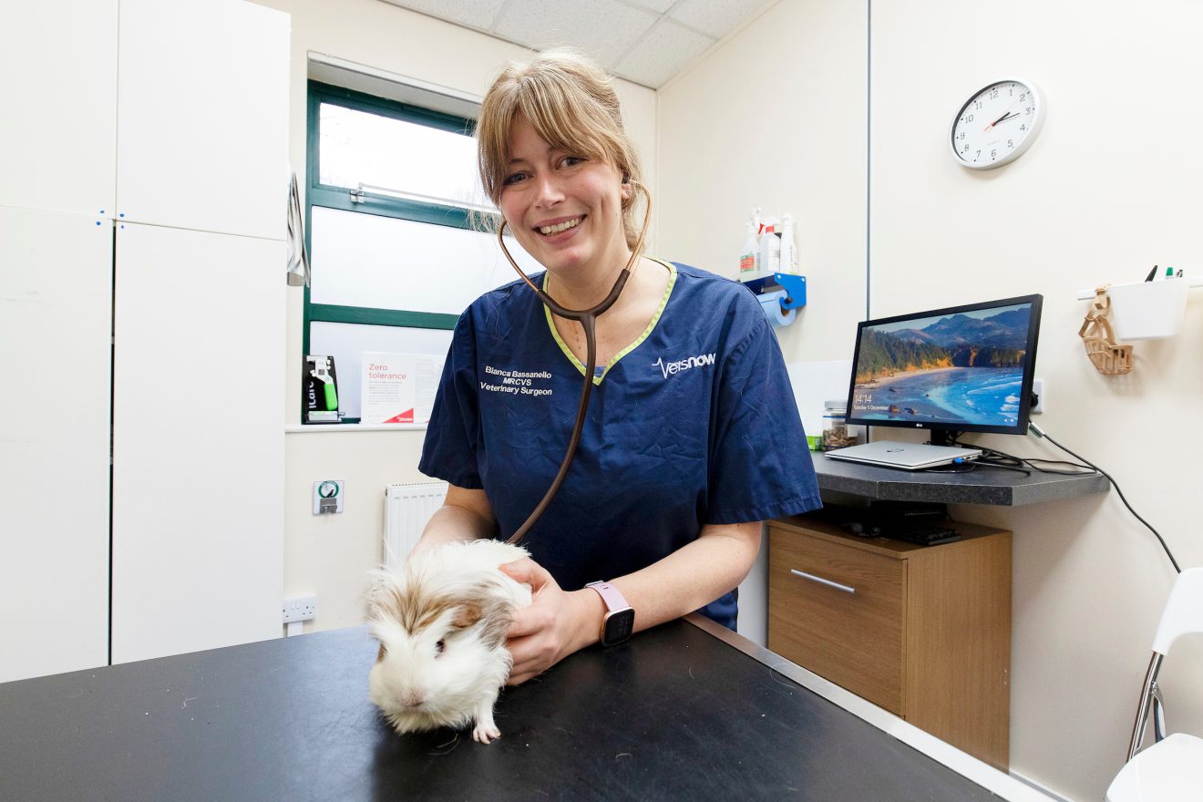 A day in the life of a South Wales emergency vet at Christmas - Herald ...